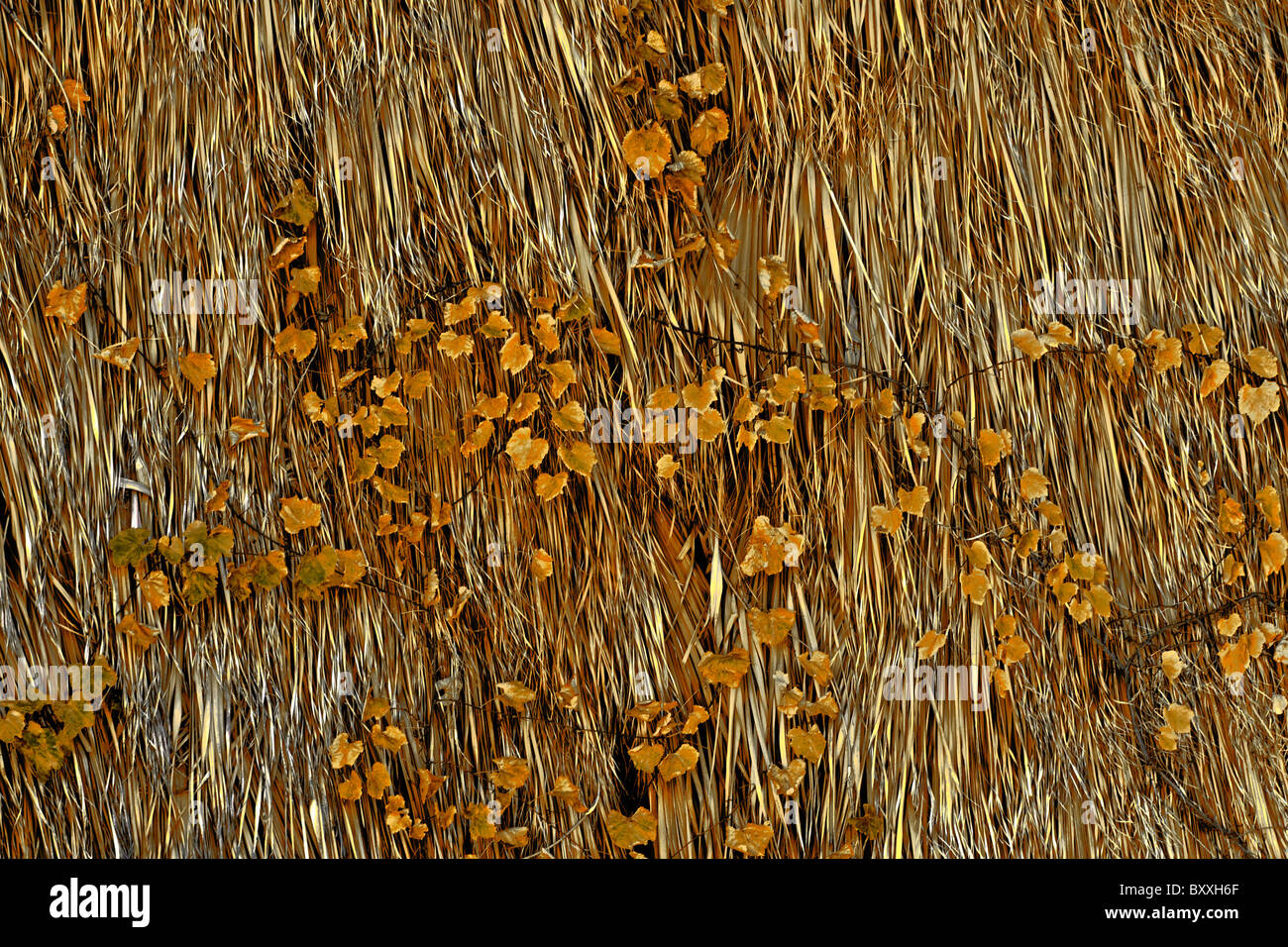 ivy growing in palm fonds Stock Photo - Alamy