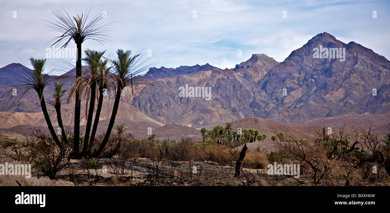 Burned wild palm grove in death valley Stock Photo - Alamy