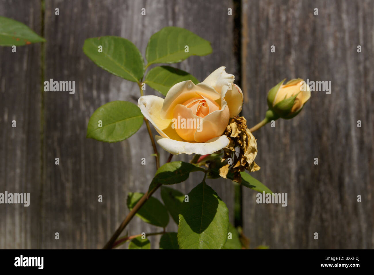 Winter roses hi-res stock photography and images - Alamy