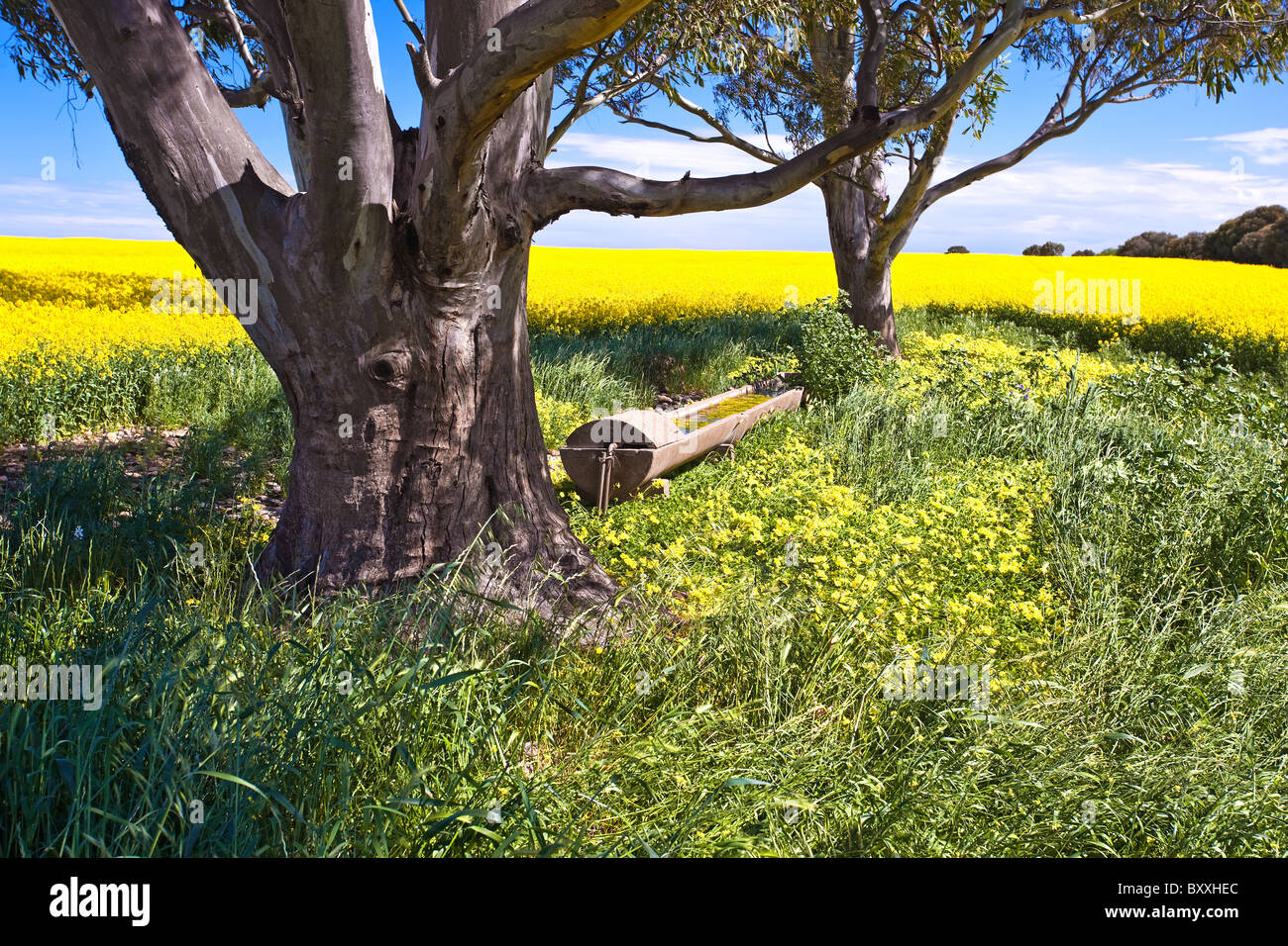 Canola field hi-res stock photography and images - Alamy