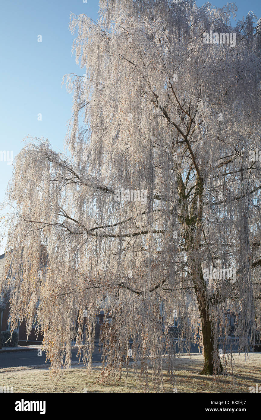ice frozen tree Stock Photo - Alamy