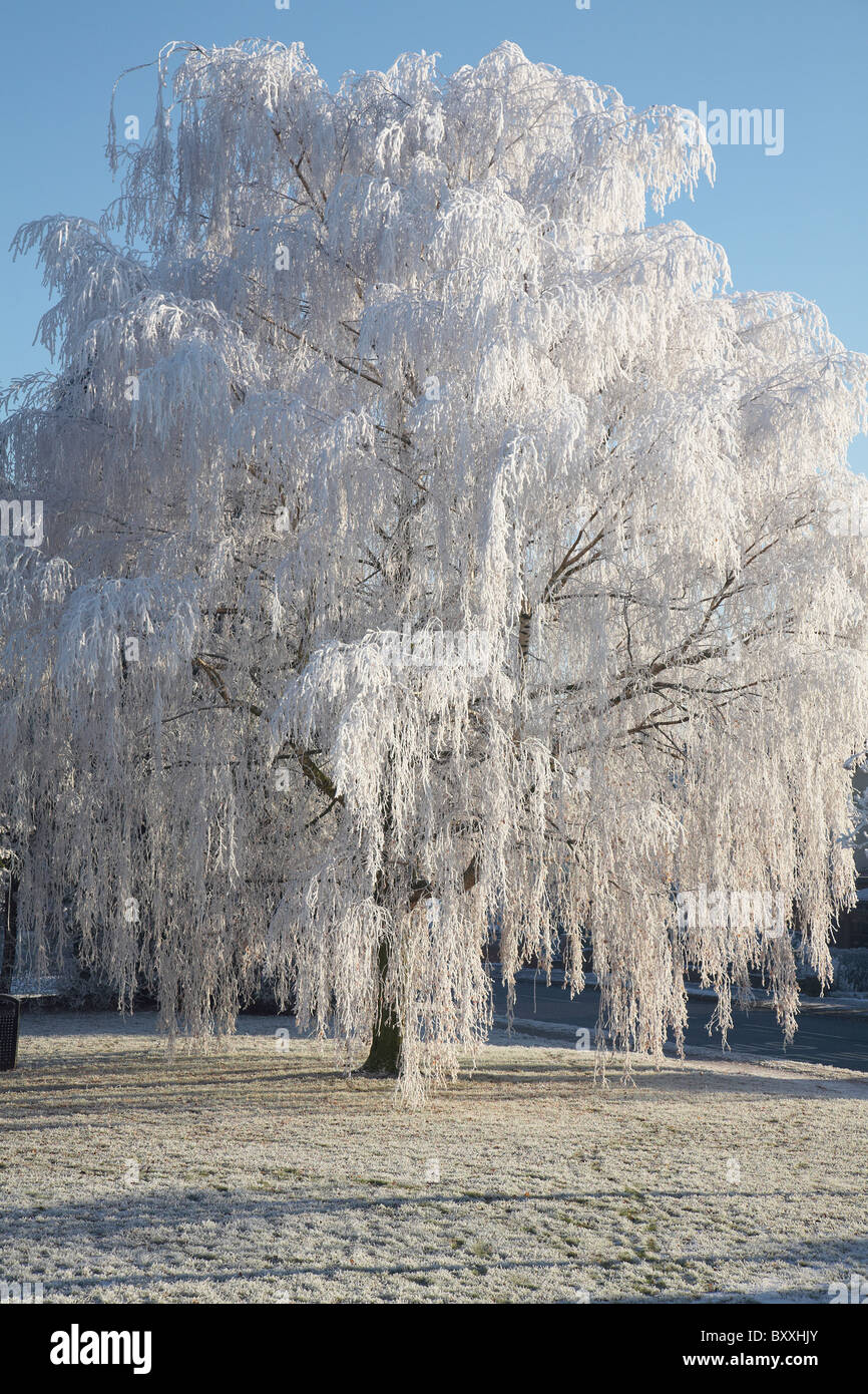 ice frozen tree Stock Photo - Alamy