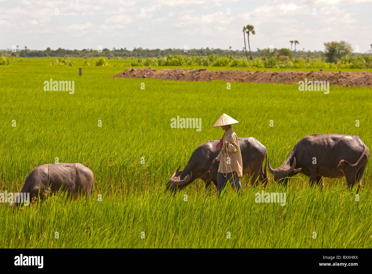 Rice harvest cambodia hi-res stock photography and images - Alamy