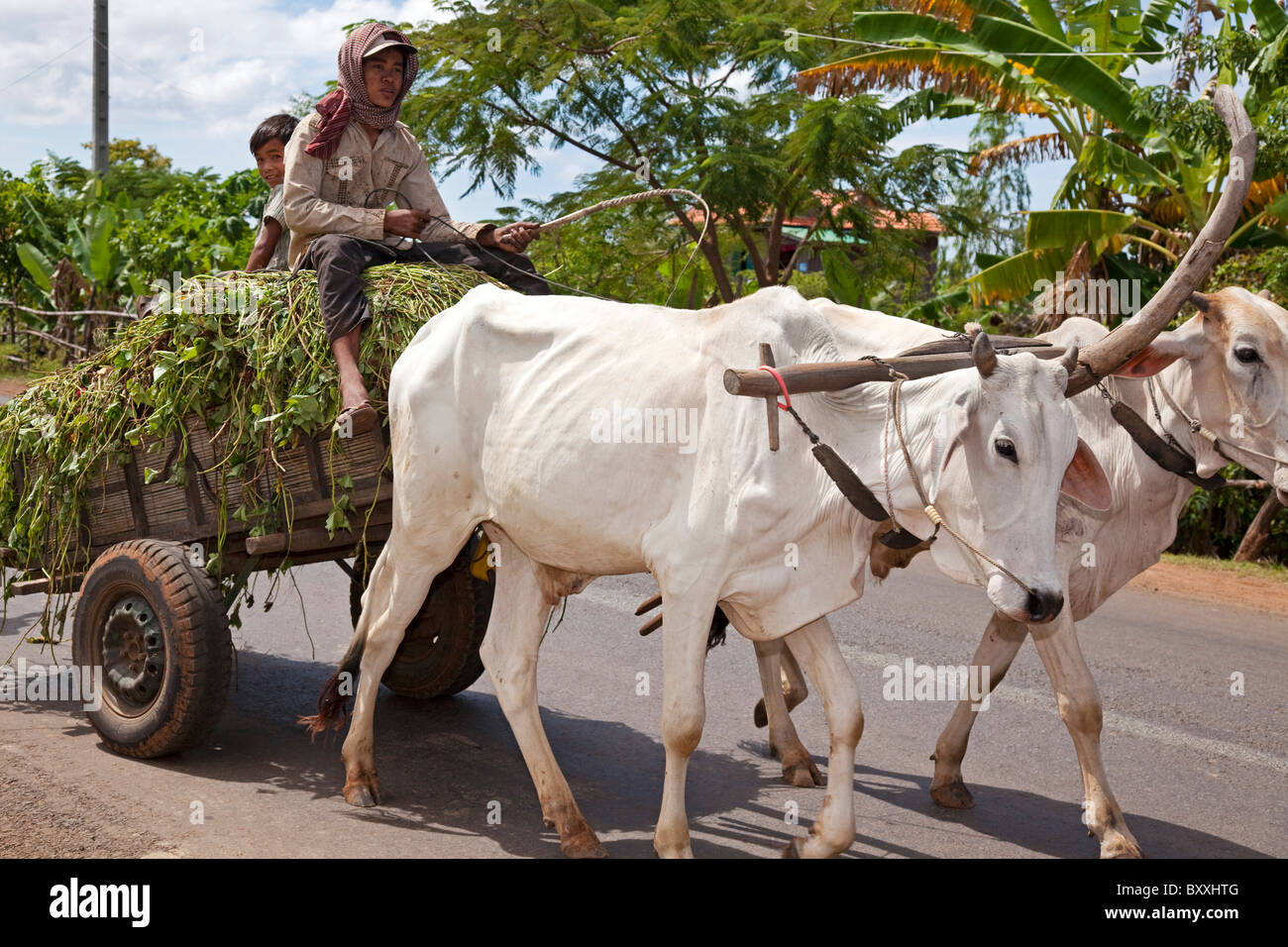 Cambodia cow man hi-res stock photography and images - Alamy