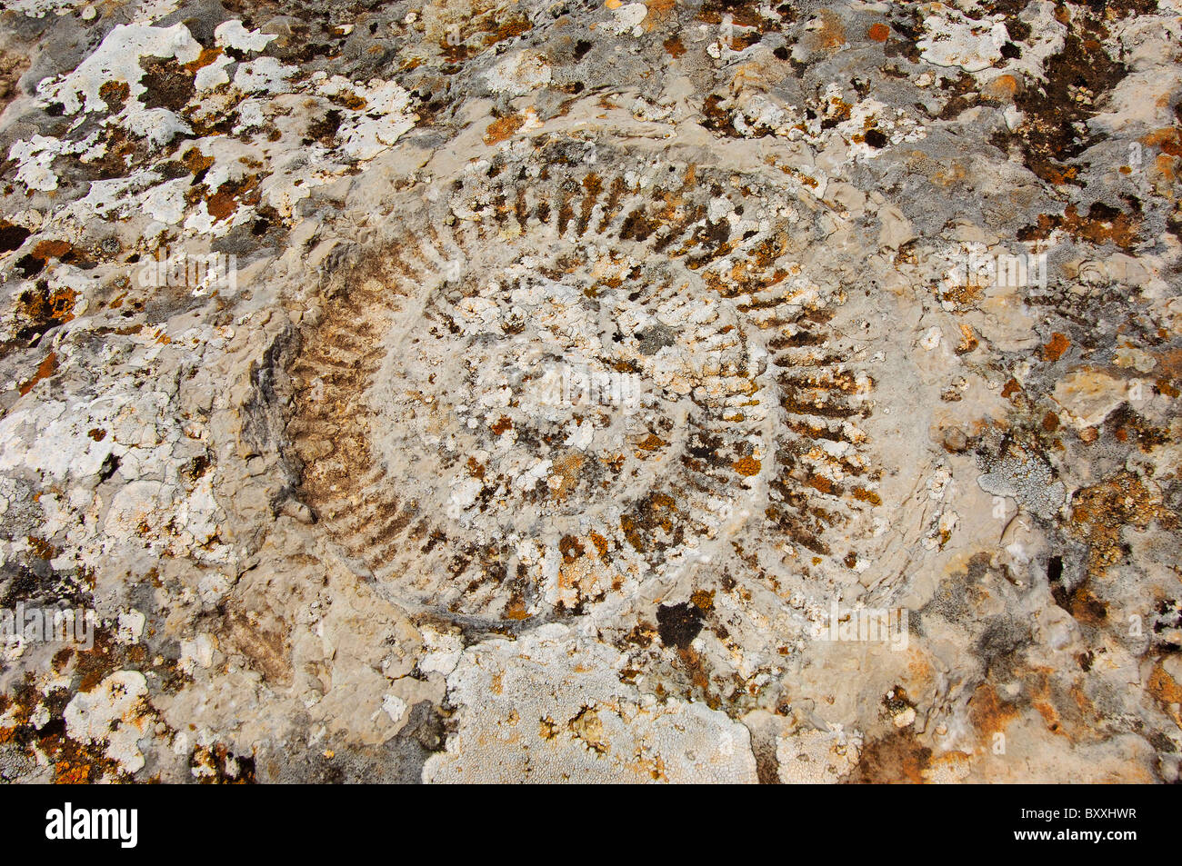 Ammonite fossil at theTorcal in Antequera, Erosion working on Jurassic ...