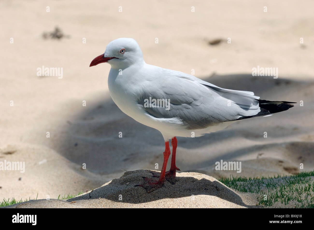 Australian seagull at Anse Vata beach, beach station at Noumea, New ...