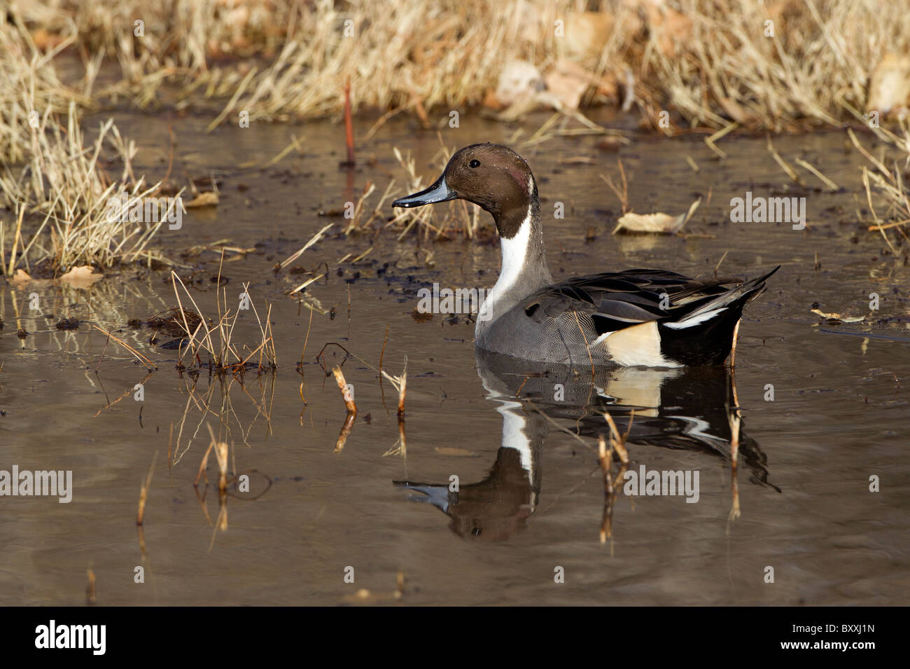 Common Pintail with reflection, Bosque del Apache, New Mexico Stock ...