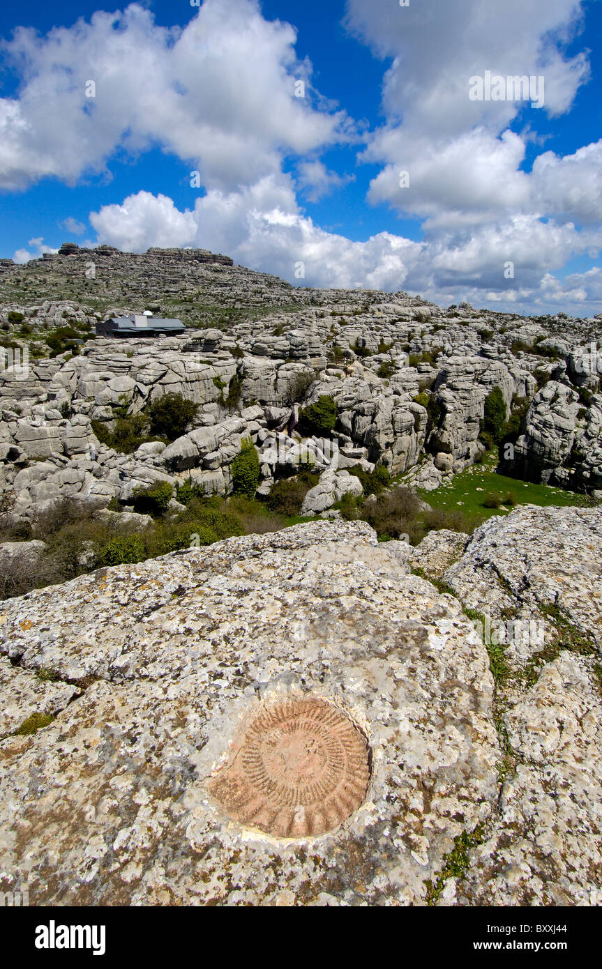 Ammonite fossil at theTorcal in Antequera, Erosion working on Jurassic ...
