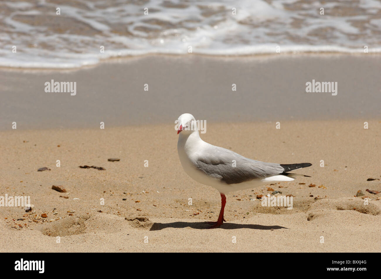Australian seagull at Anse Vata beach, beach station at Noumea, New ...