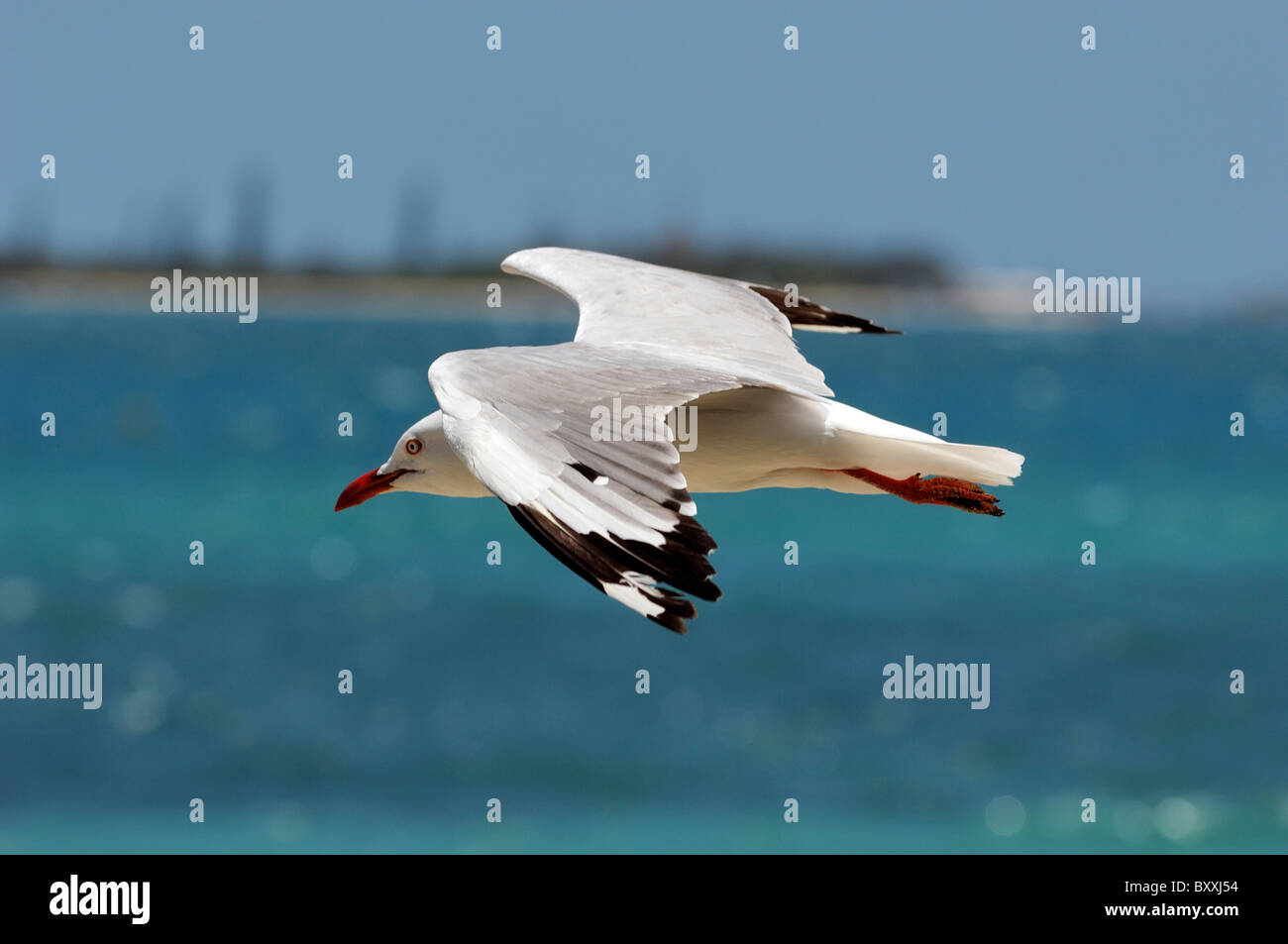 Australian seagull at Anse Vata beach, beach station at Noumea, New ...