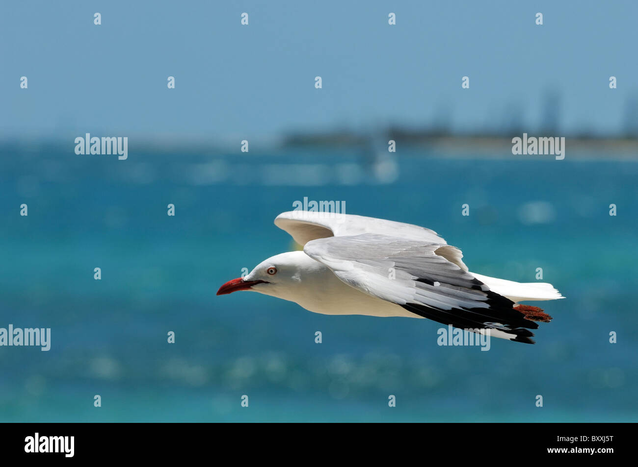 Australian seagull at Anse Vata beach, beach station at Noumea, New ...
