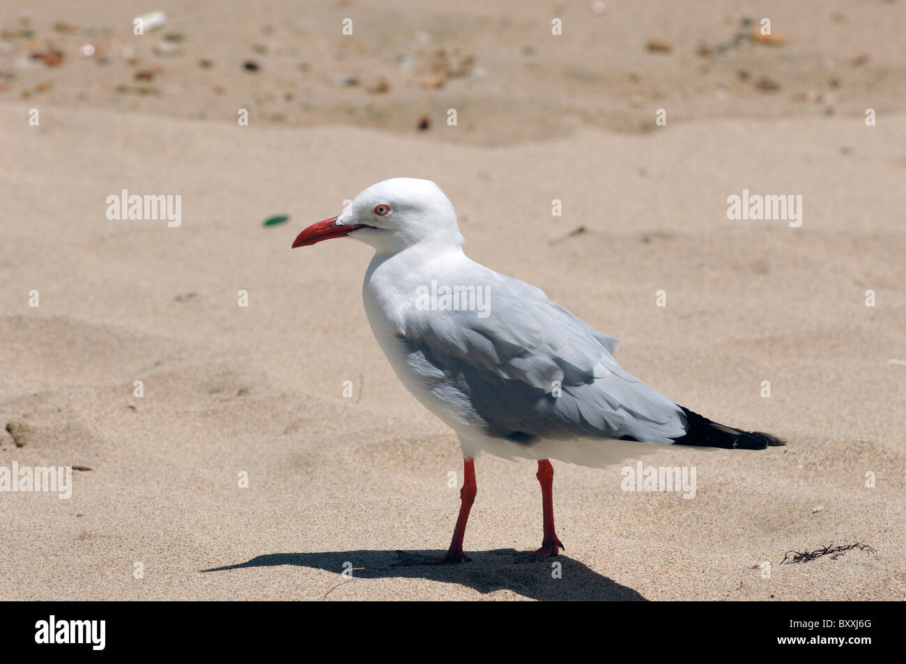Australian seagull at Anse Vata beach, beach station at Noumea, New ...