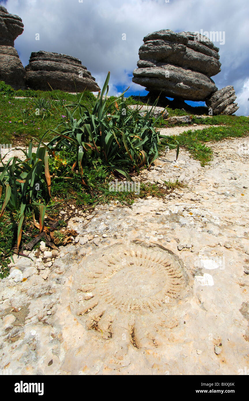 Ammonite fossil at theTorcal in Antequera, Erosion working on Jurassic ...