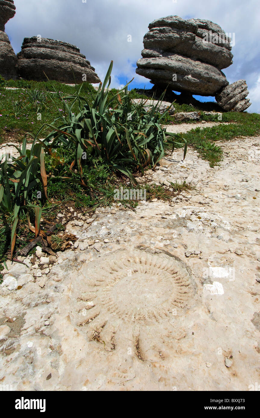 Ammonite fossil at theTorcal in Antequera, Erosion working on Jurassic ...