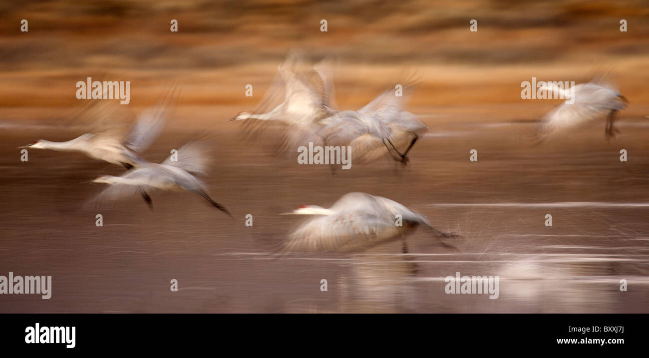 Flock of Sandhill cranes taking off over water, Bosque del Apache Stock ...