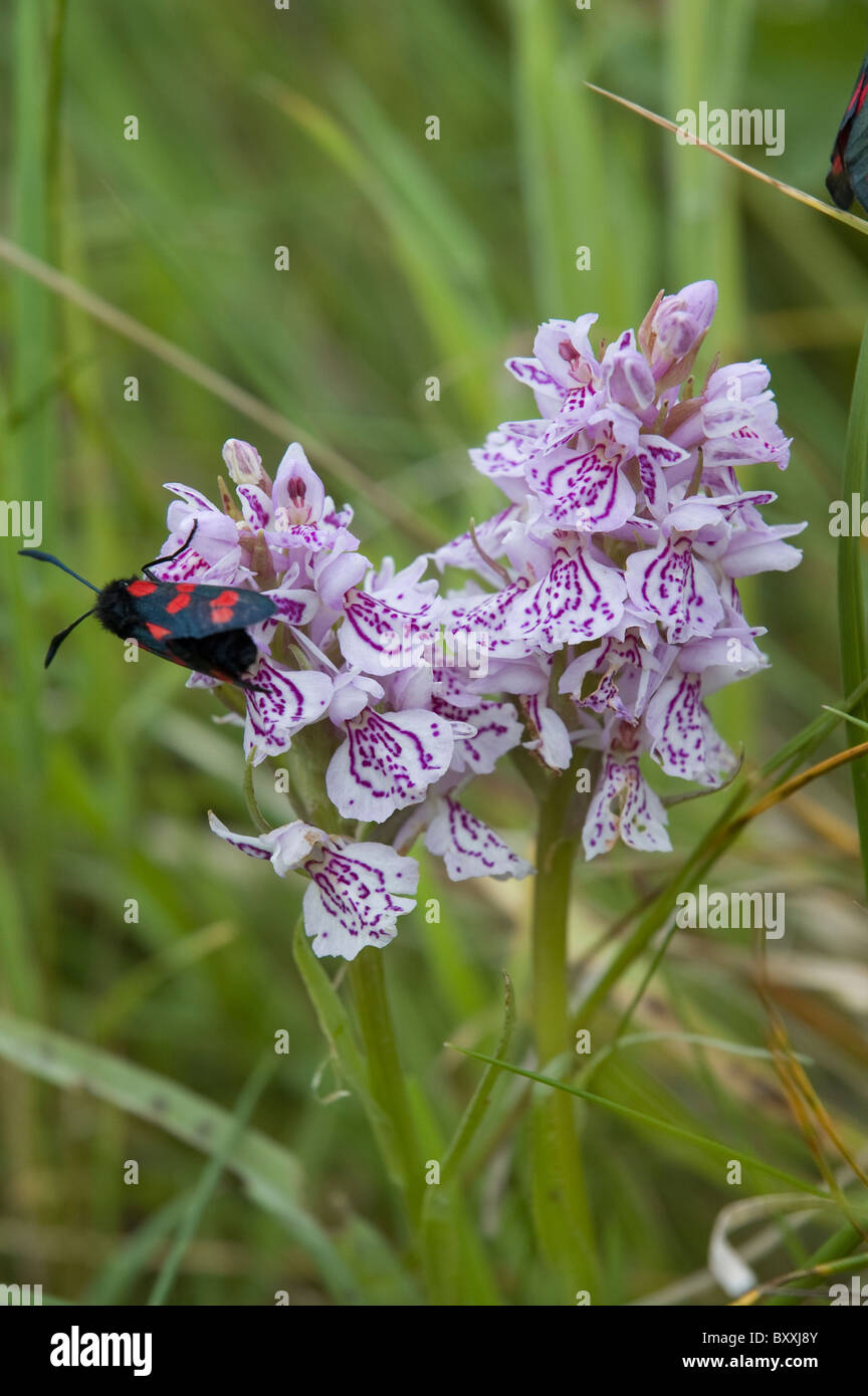 Six Spot Burnet moth with two orchids Stock Photo - Alamy