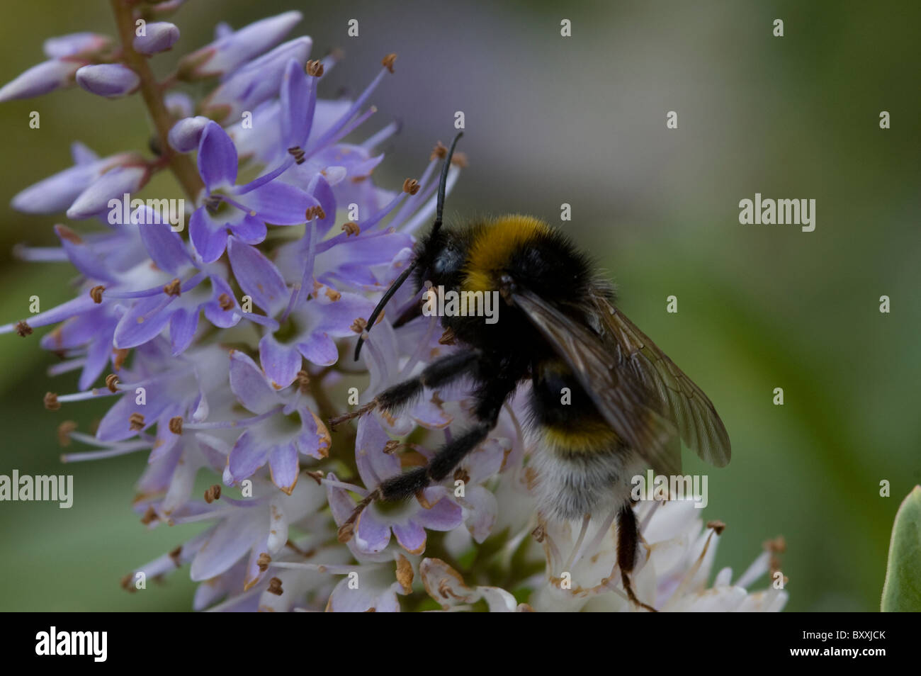 Bee pollinating hebe Stock Photo - Alamy