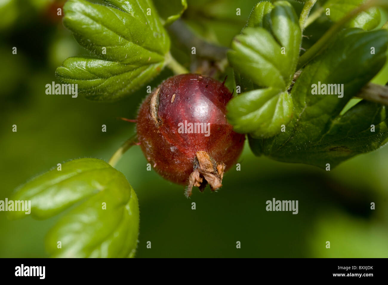 Gooseberry on bush Stock Photo - Alamy