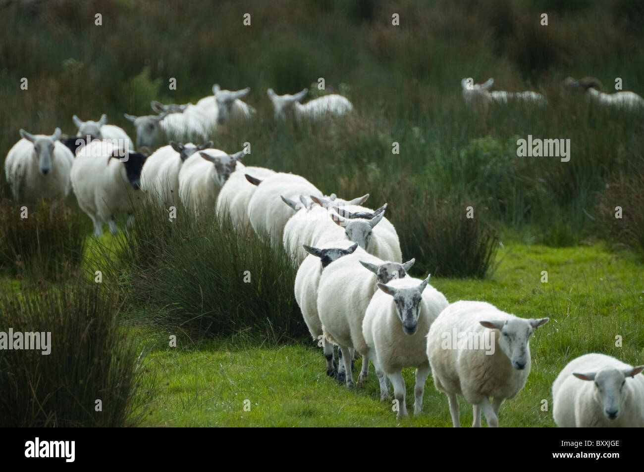 Sheep following each other Stock Photo - Alamy