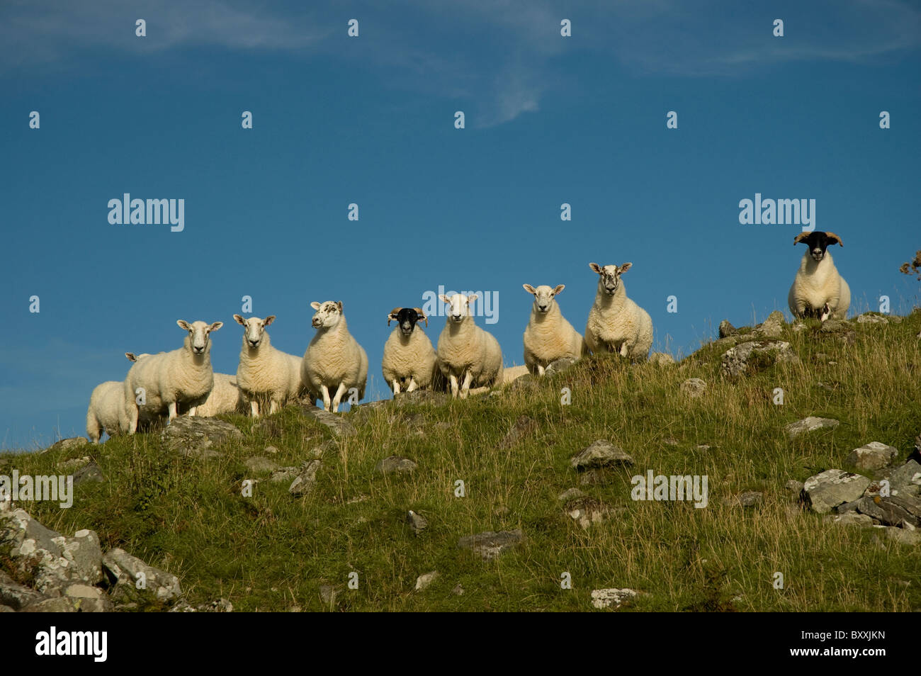 Line of Sheep Stock Photo - Alamy