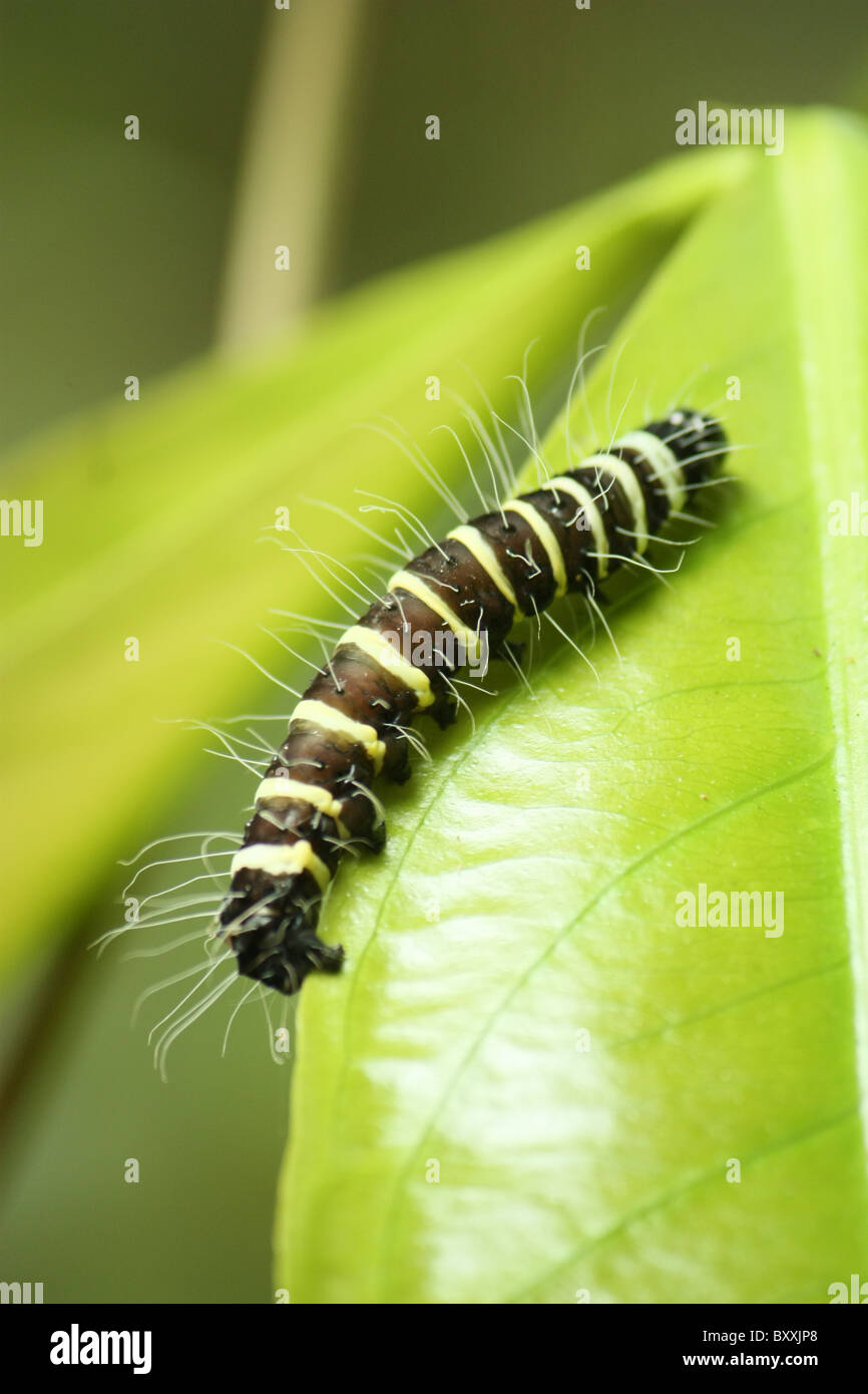 Caterpillar on tree hi-res stock photography and images - Alamy