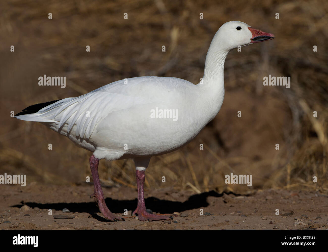 Snow goose in feeding grounds of Bosque del Apache nature reserve, USA ...