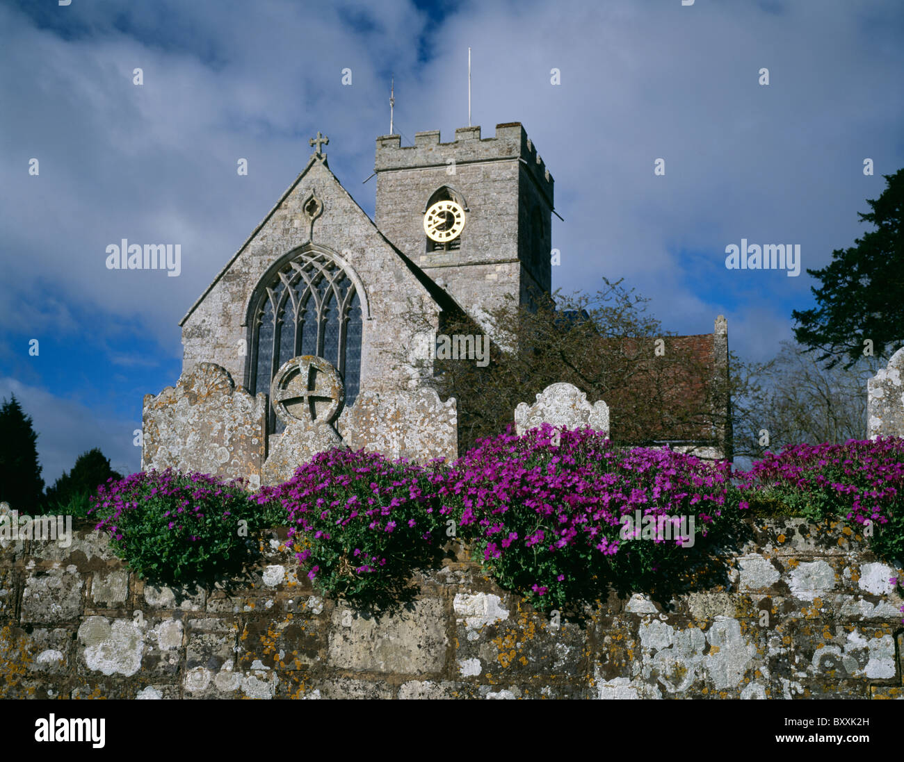 Campanula growing on the churchyard wall at St Mary's Church at Dinton ...