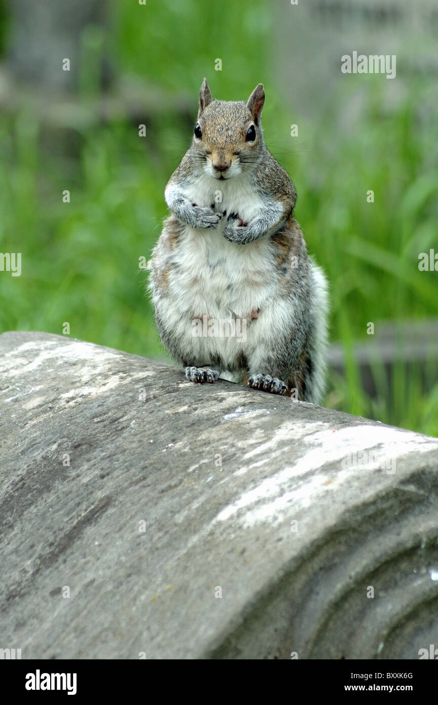 Grey squirrel standing upright hi-res stock photography and images - Alamy