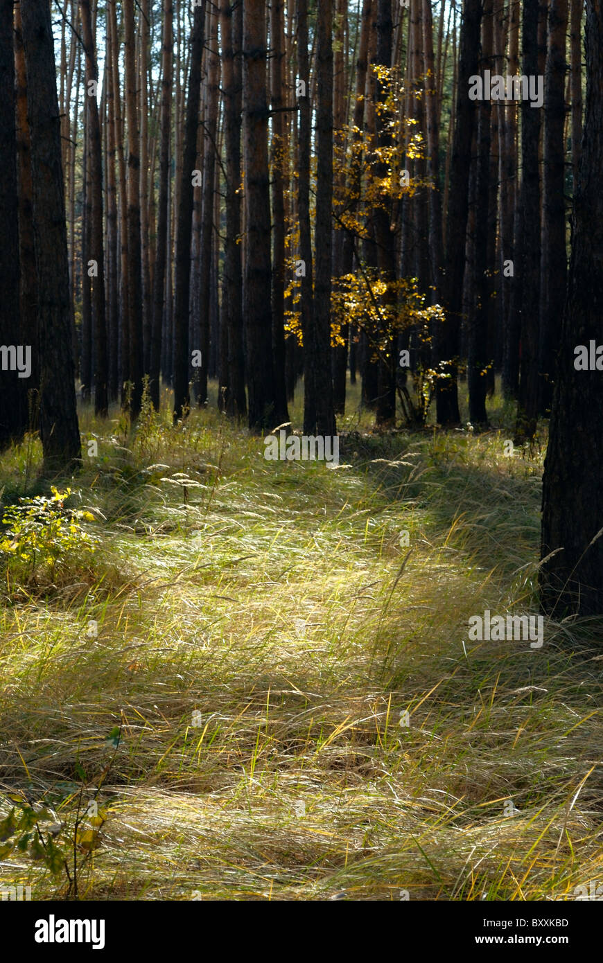 Fall landscape forest clearing in hi-res stock photography and images ...
