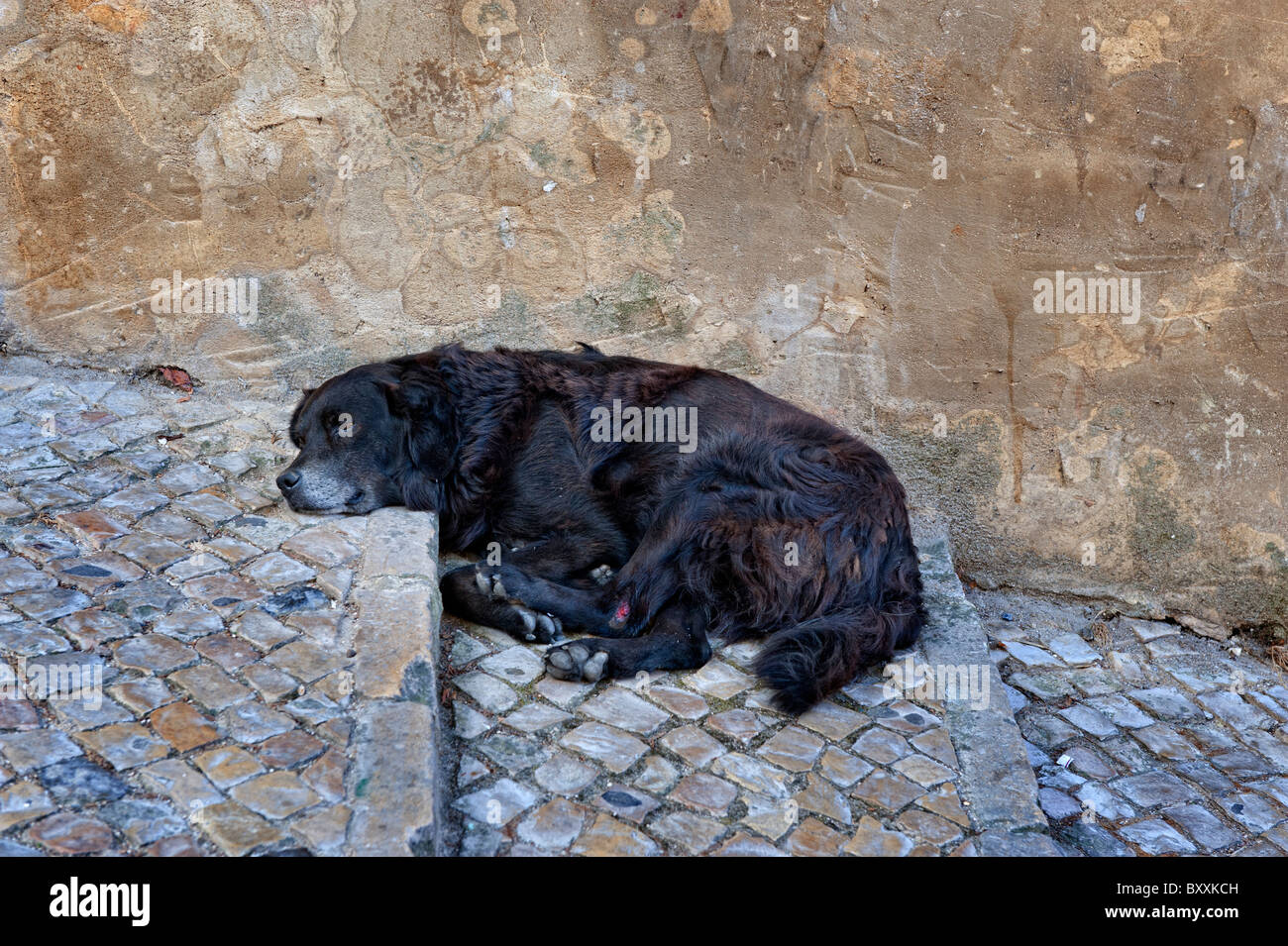 Stray Dog High Resolution Stock Photography and Images - Alamy
