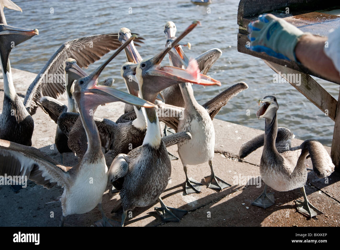 Texas gulf coast birds hi-res stock photography and images - Alamy