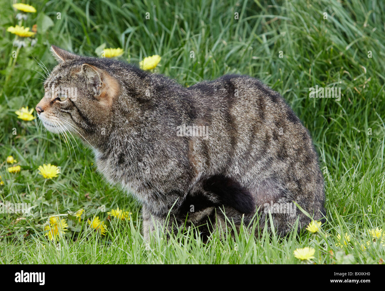 Scottish wildcat cat hi-res stock photography and images - Alamy
