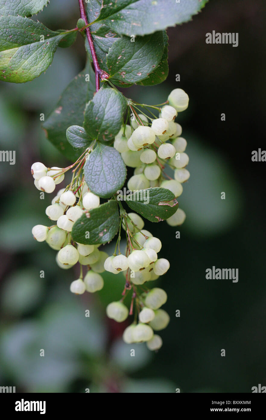 Berberis Berries, Berberis sp., Berberidaceae Stock Photo - Alamy