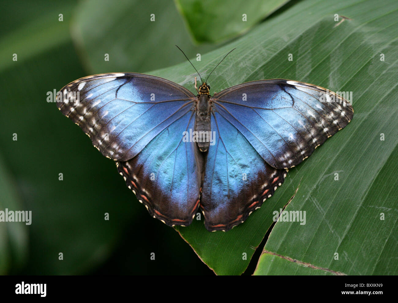 Blue Morpho Butterfly, Morpho peleides, Nymphalidae, South America ...