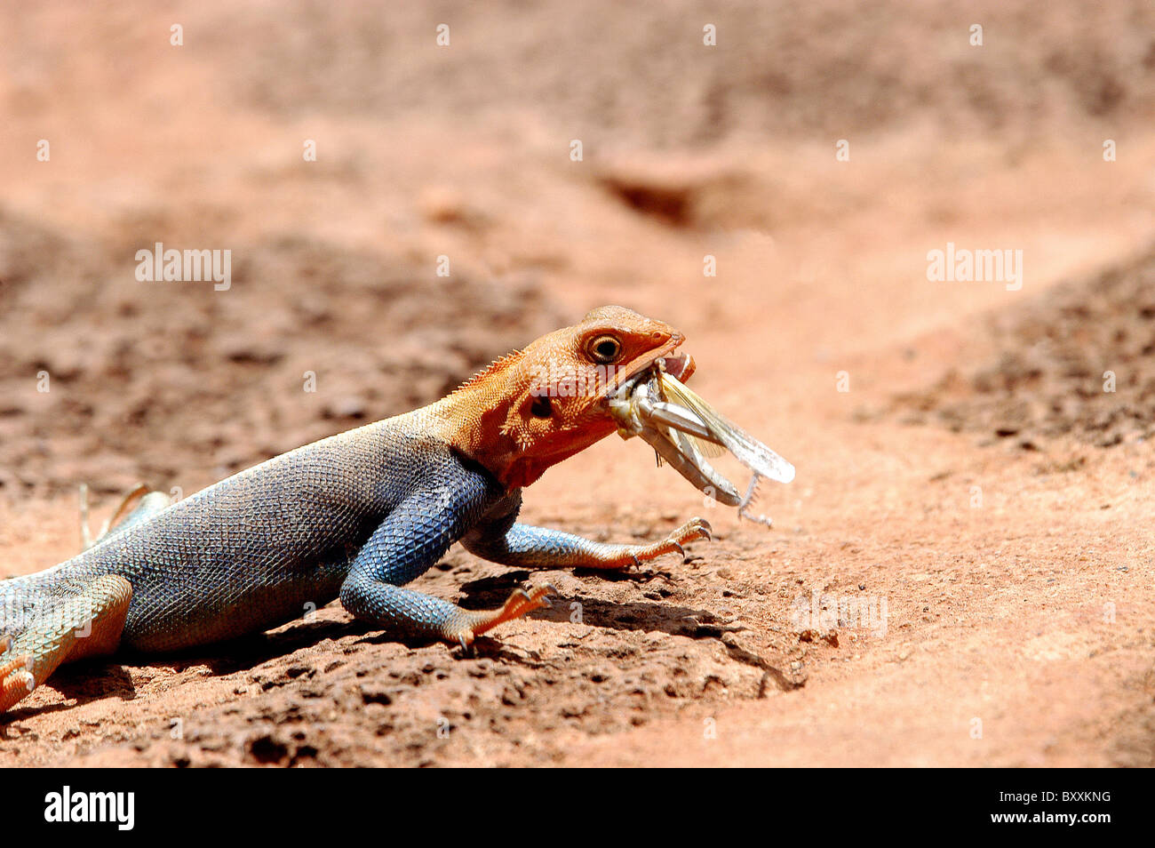 A male rock Agama Lizard with prey, a grasshopper, at Kilaguni in the ...