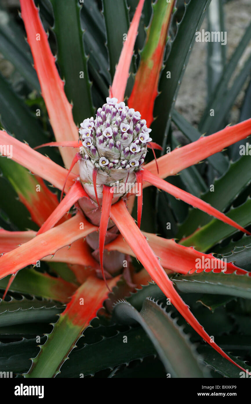 Bromeliad, Bromelia irwinii, Bromeliaceae, Brazil Stock Photo - Alamy