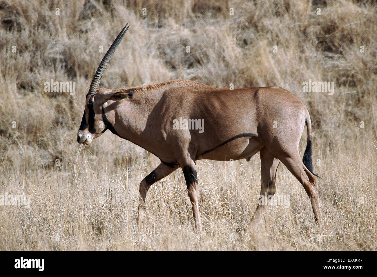 Fringe eared oryx hi-res stock photography and images - Alamy