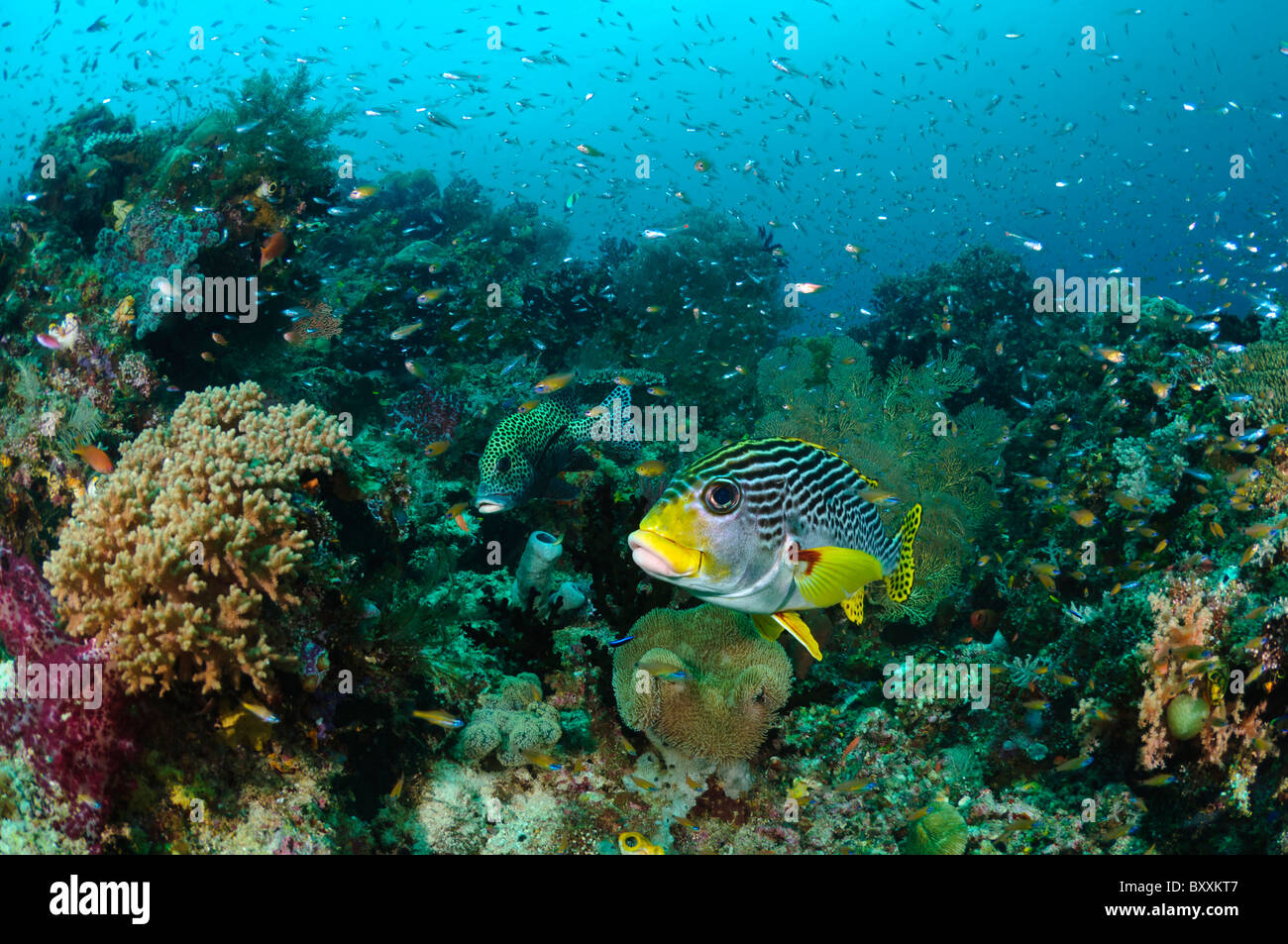 A pair of sweetlips on a reef, Raja Ampat Islands, West Papua ...