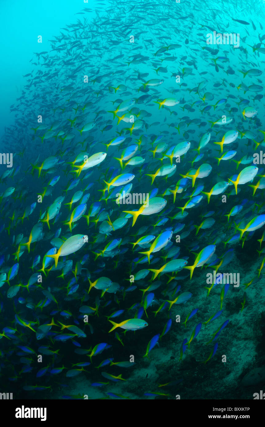 Yellowtail fusilier fish hi-res stock photography and images - Alamy