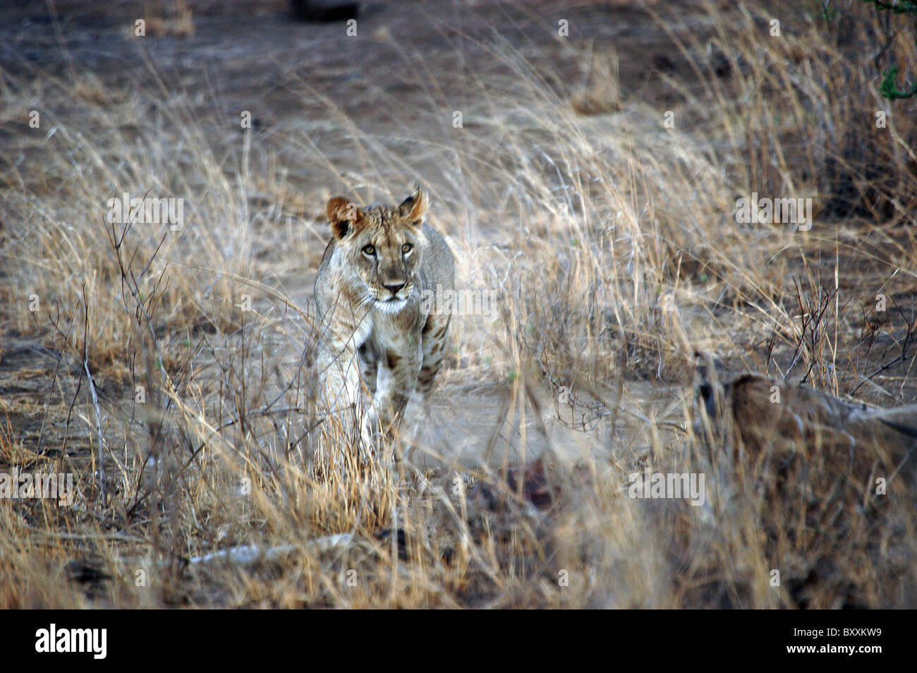 Prowl lion hi-res stock photography and images - Alamy