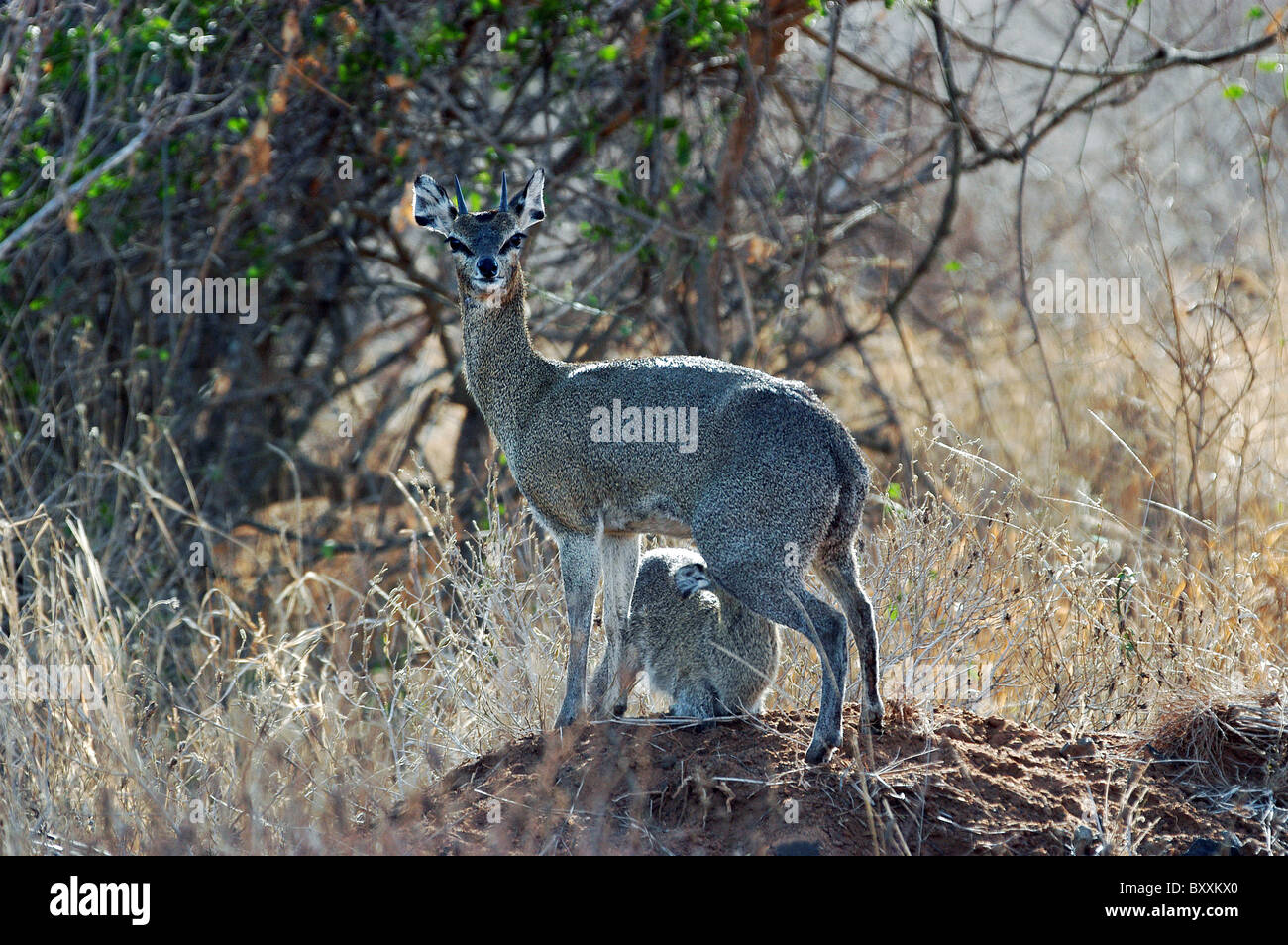 Klipspringer hi-res stock photography and images - Alamy