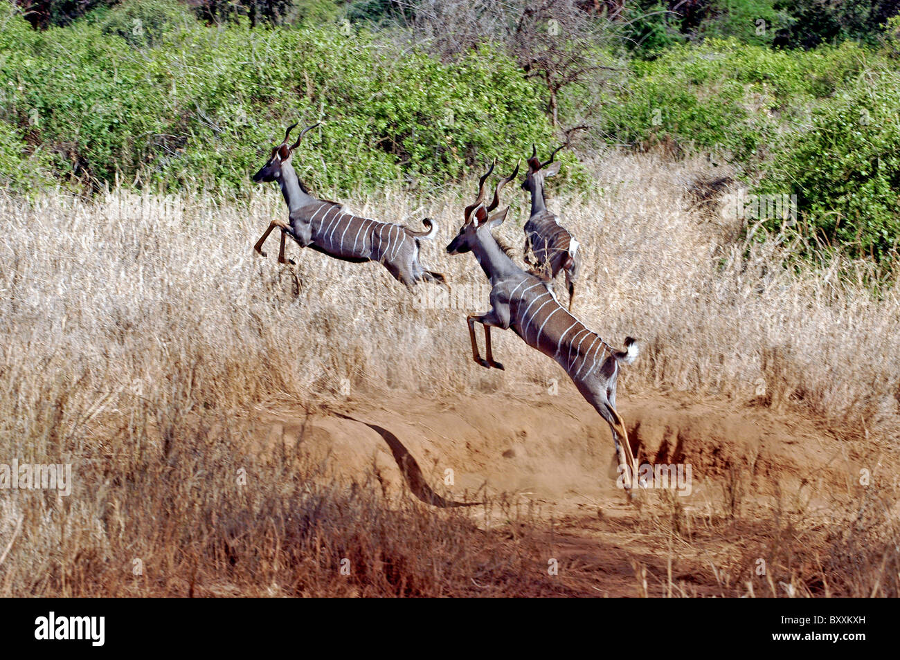 Lesser male kudu hi-res stock photography and images - Alamy