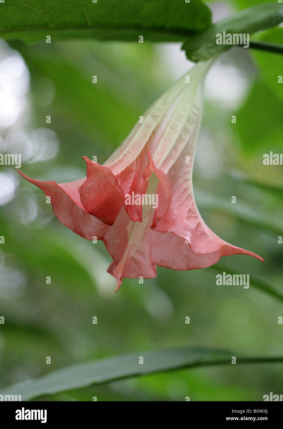 Angel Trumpet, Angel's Trumpet Pink or Datura, Brugmansia x insignis ...