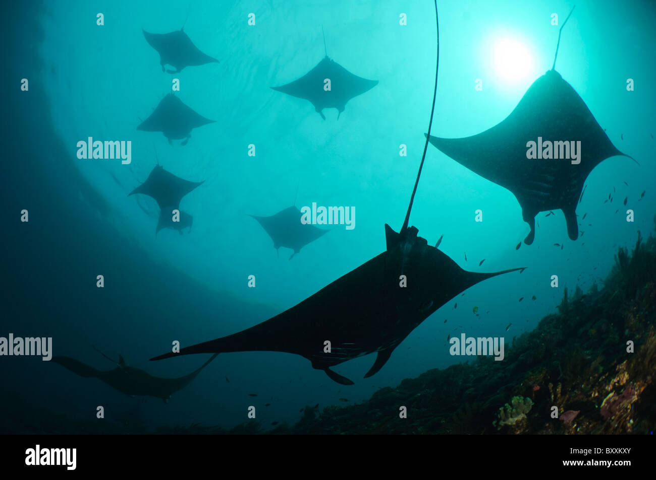 Manta rays at a cleaning station hi-res stock photography and images ...
