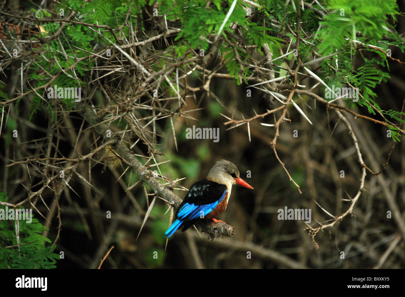 African chestnut hi-res stock photography and images - Alamy