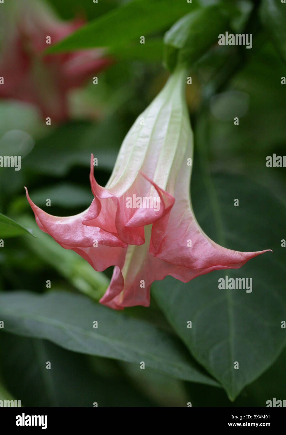 Angel Trumpet, Angel's Trumpet Pink or Datura, Brugmansia x insignis ...