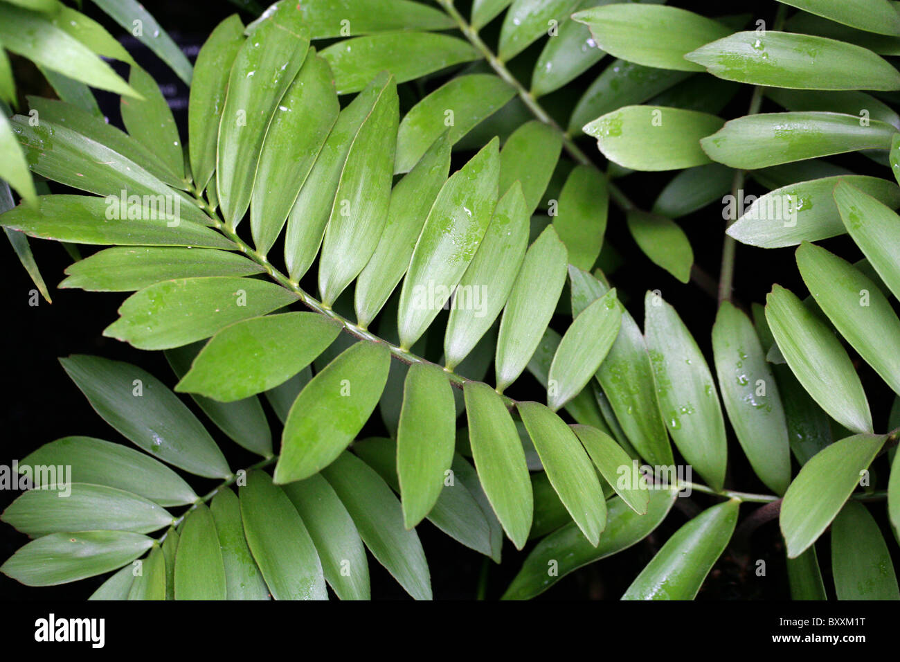 Cardboard Palm or Cardboard Cycad, Zamia furfuracea, Zamiaceae, Gulf of ...