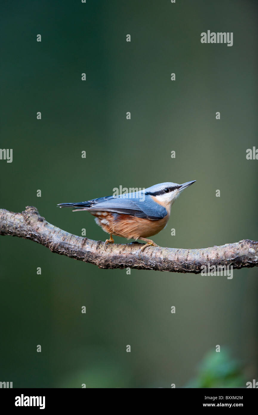 British nuthatch hi-res stock photography and images - Alamy