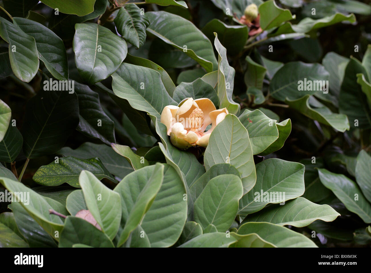Chinese Evergreen Magnolia or Delavay's Magnolia, Magnolia delavayi ...