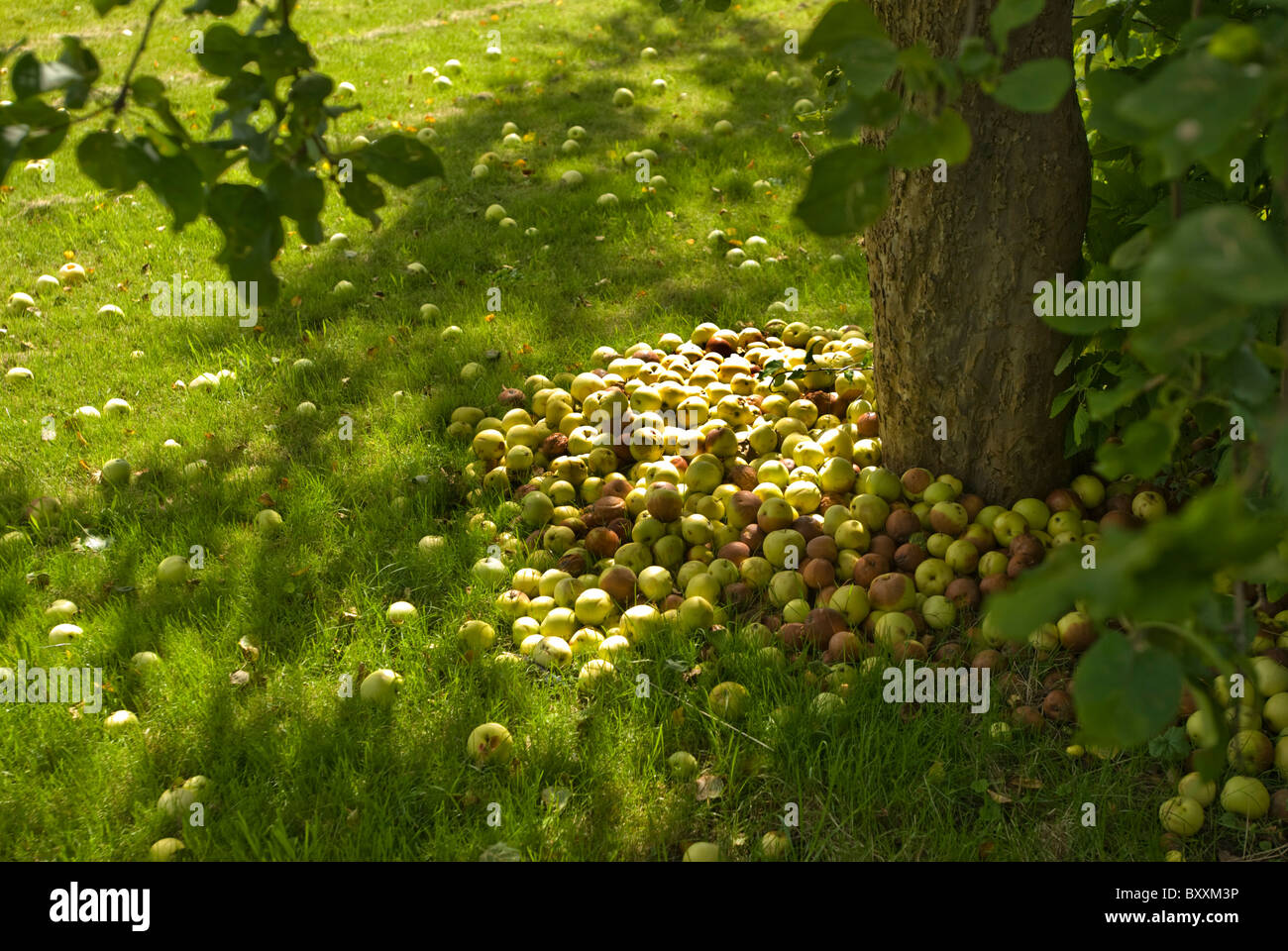 Fallen apples under a tree on the island of Branno Sweden Stock Photo ...